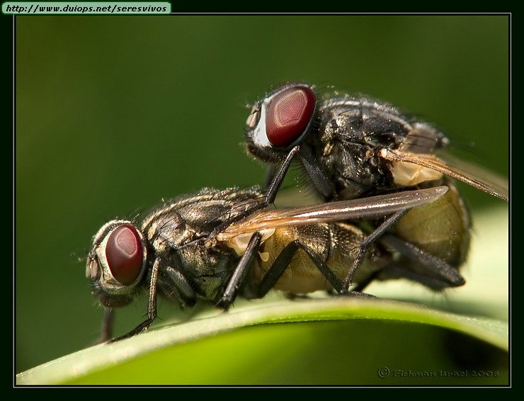 Fotos de insectos (II)